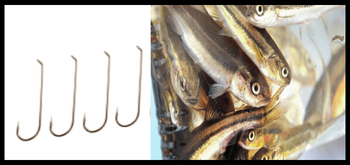 Article Live Bait for Freshwater Fishing - Thrillfishing.com