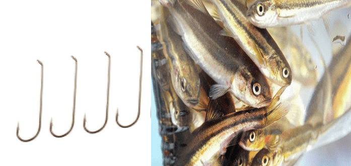 Best Fish Hooks for Live Bait Fishing - Thrillfishing.com