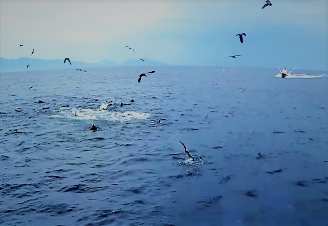 How to Use Birds to Locate Fish - Thrillfishing.com