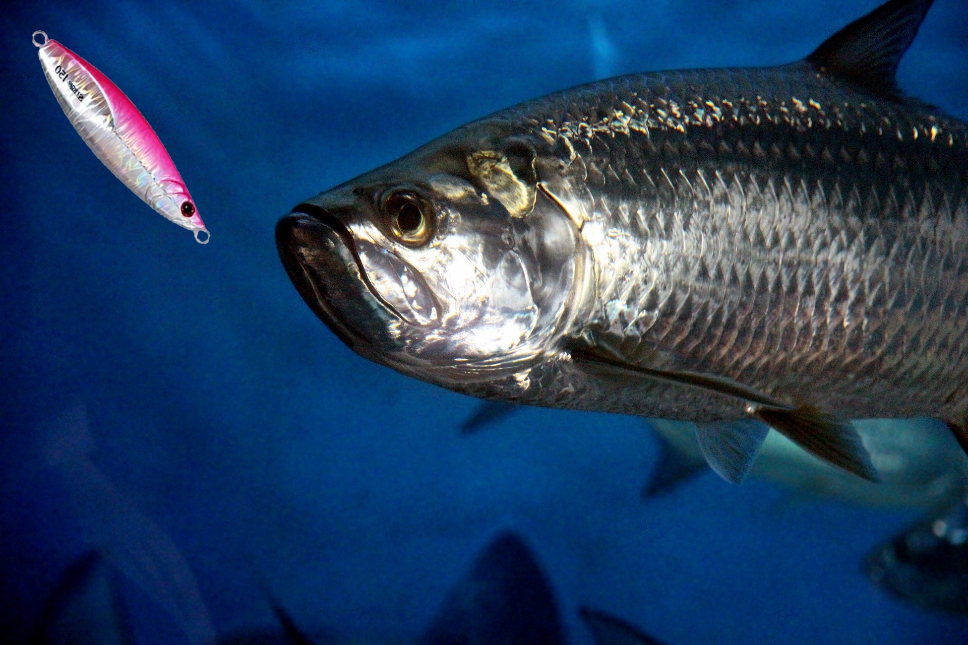 Catch Bigger Fish by Mastering the Drop Technique - Thrillfishing.com