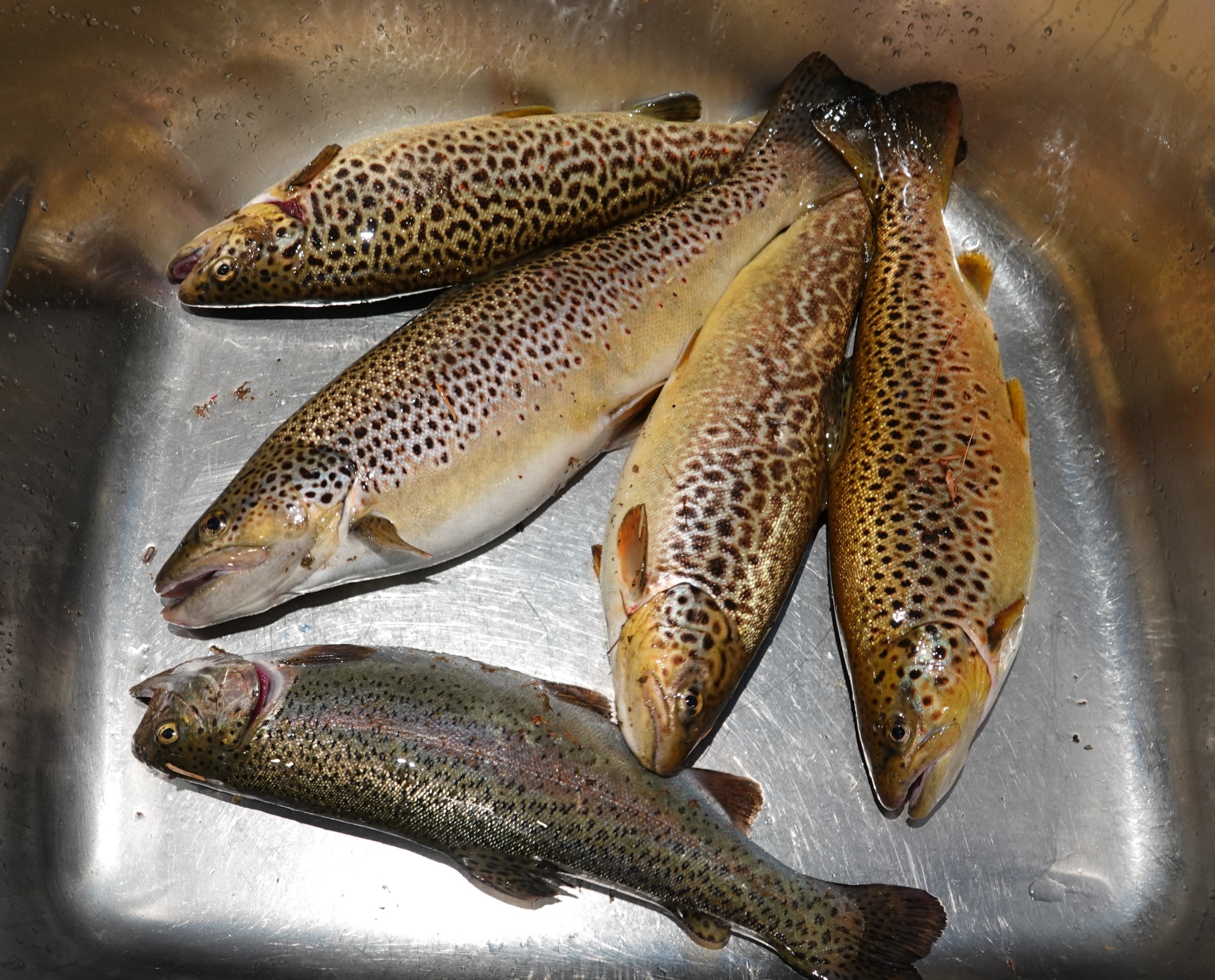 Top 4 Spring Trout Fishing Tactics You Need to Know - Thrillfishing.com