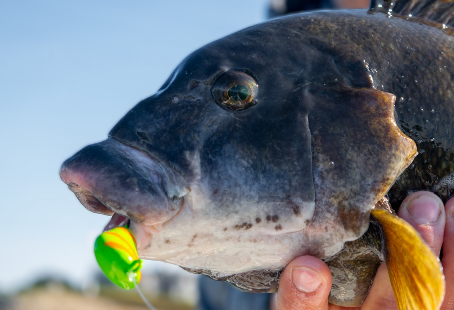 Catching Tautog (Blackfish) with the Innovative Jig-Rig - Thrillfishing.com